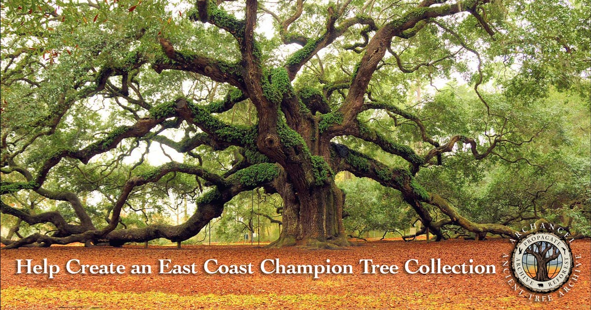 East Coast Tree Collection | Archangel Ancient Tree Archive