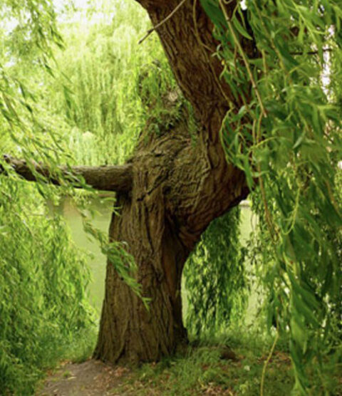 East Coast Tree Collection | Archangel Ancient Tree Archive