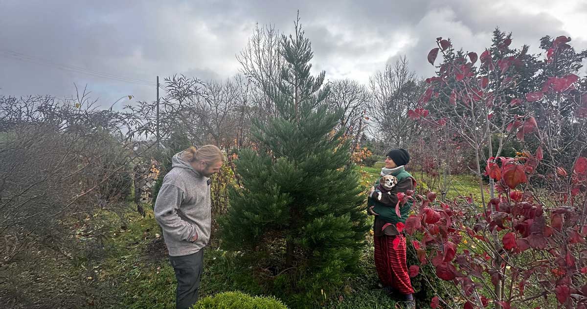 Historic First: Old-Growth Giant Sequoia Forest to Take Root in Detroit ...
